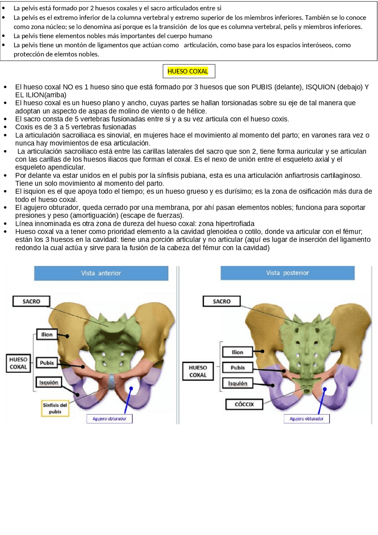 Anatomía de la Pelvis y el Miembro Inferior: Huesos y Articulaciones ...