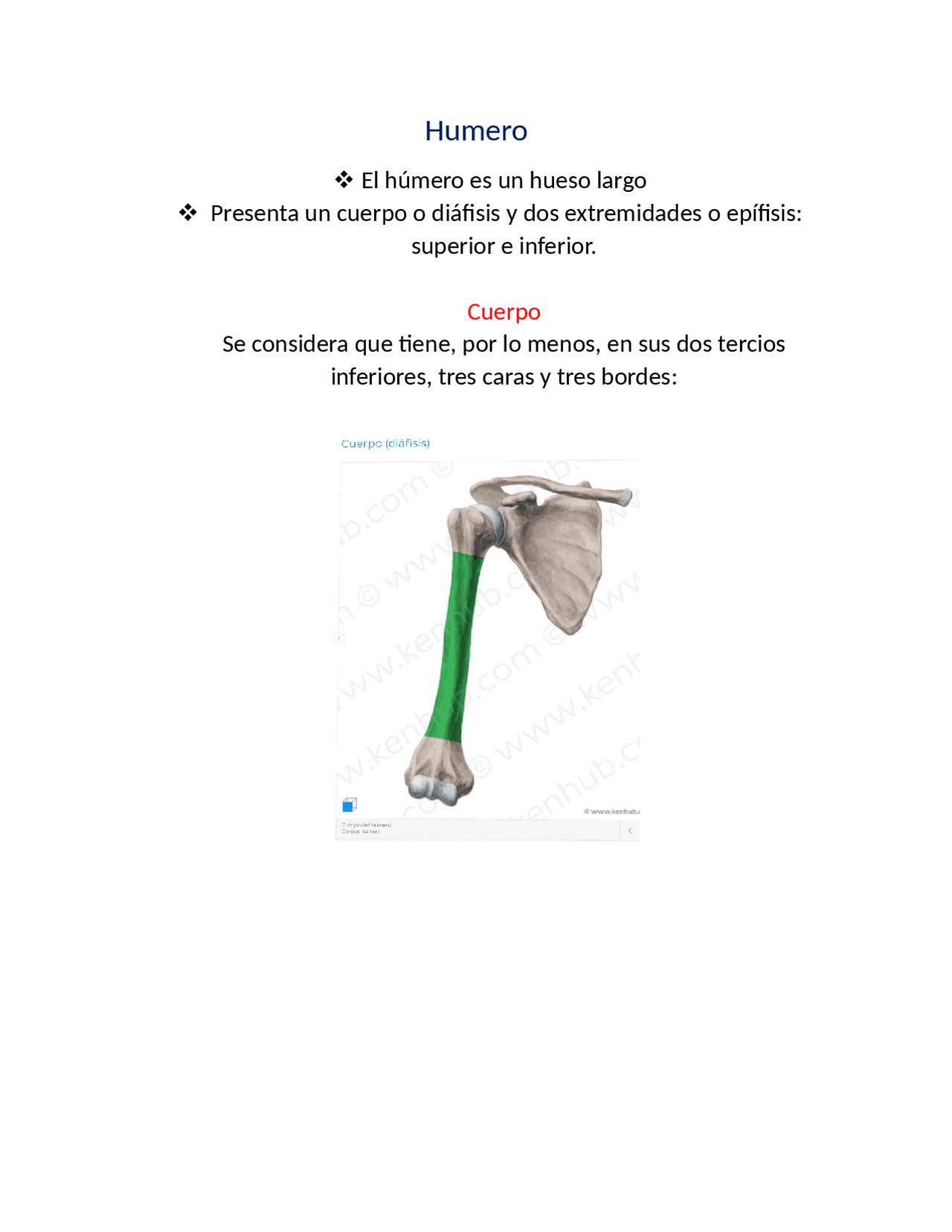 Anatomía del Húmero: Descripción Detallada y Funciones | Apuntes de ...