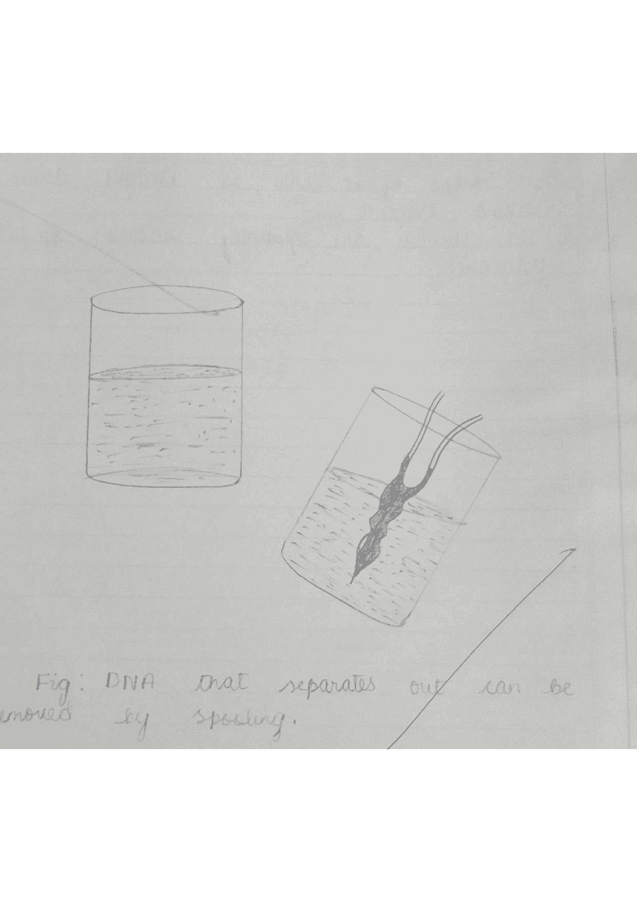Botany Practical For Class 12 Board Practical exam | Summaries Biology ...