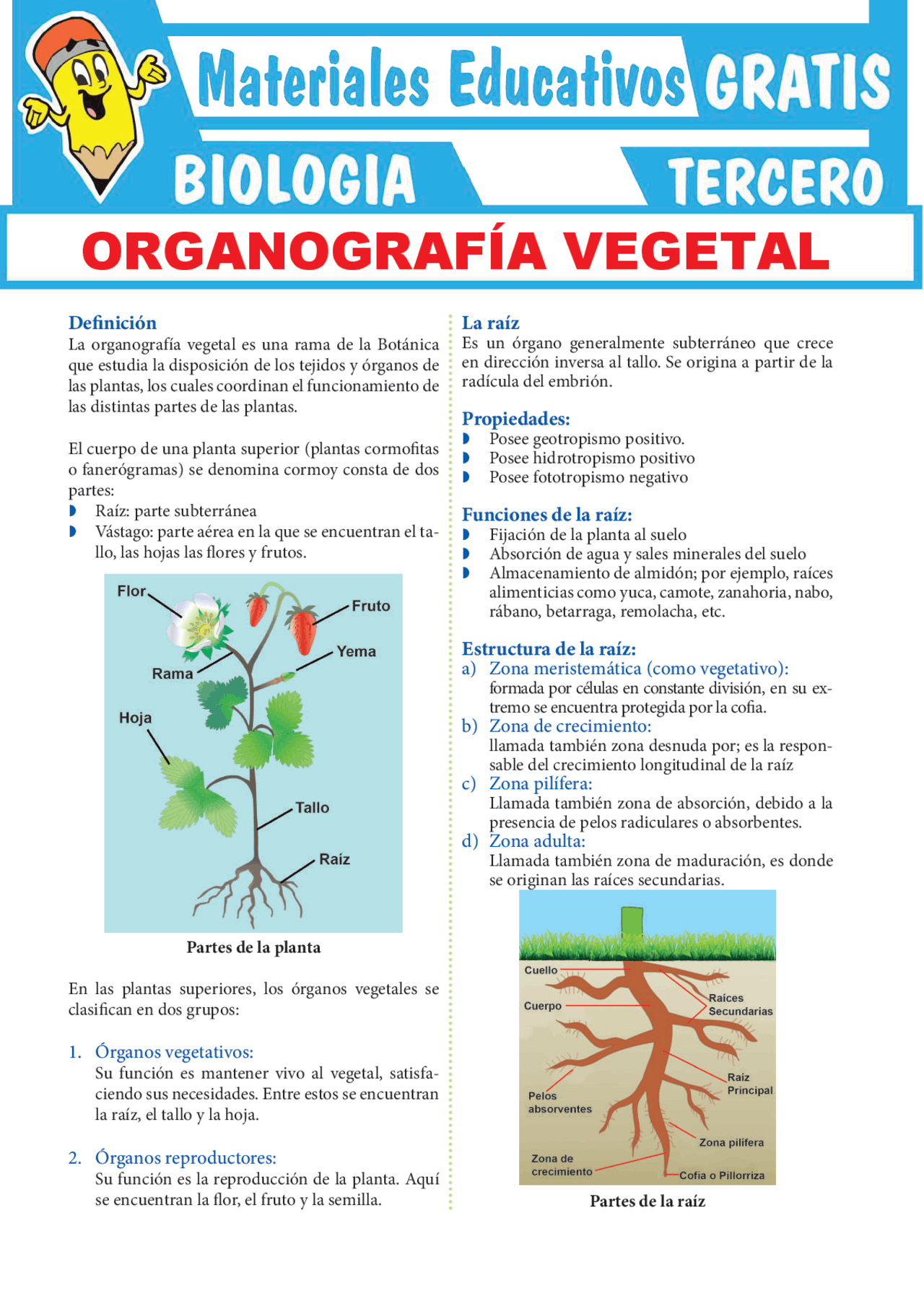 La planta: estructura y funciones | Apuntes de Ciencias de la Tierra y ...