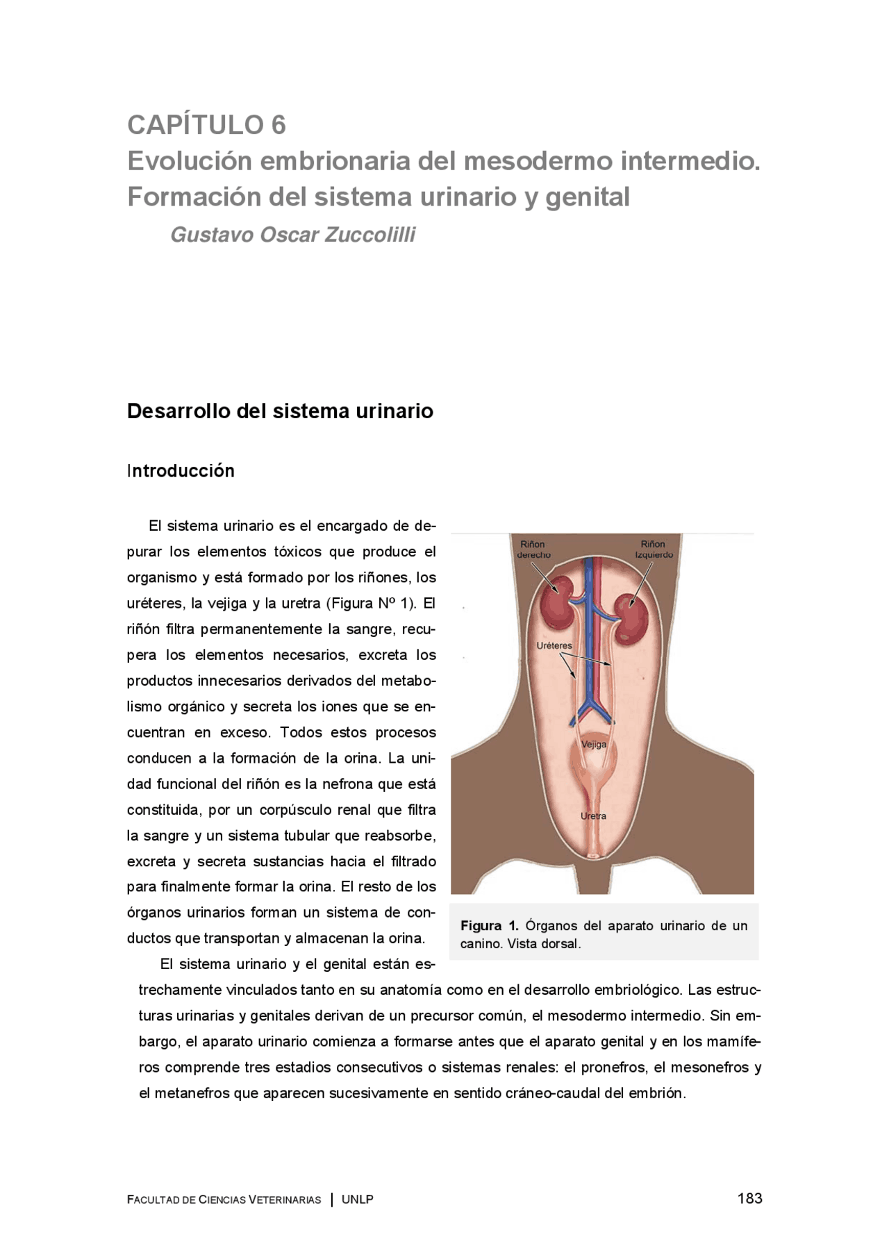 Desarrollo del sistema urogenital | Apuntes de Embriología | Docsity