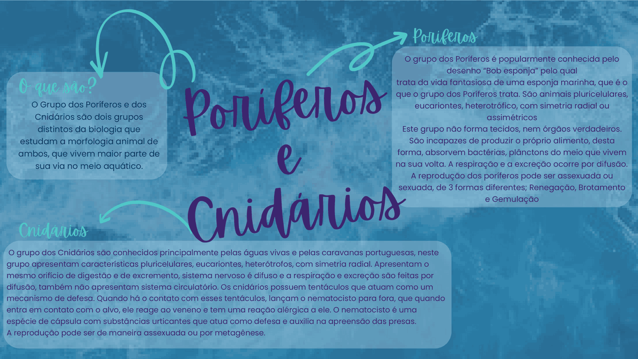 Mapa Mental sobre Poríferos e Cnidários | Esquemas Biologia | Docsity