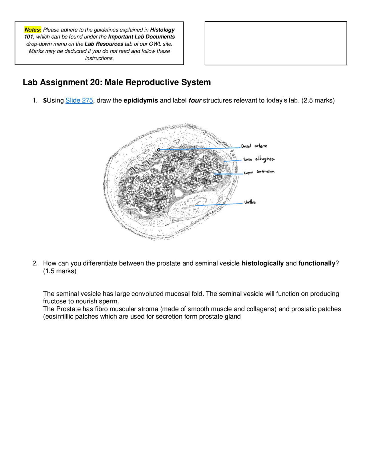 Histological Examination of the Male Reproductive System | Assignments ...