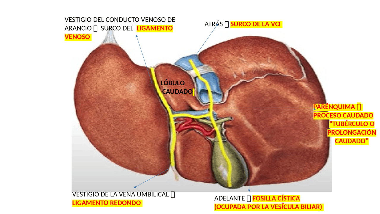 Anatomía del Hígado. | Apuntes de Anatomía | Docsity