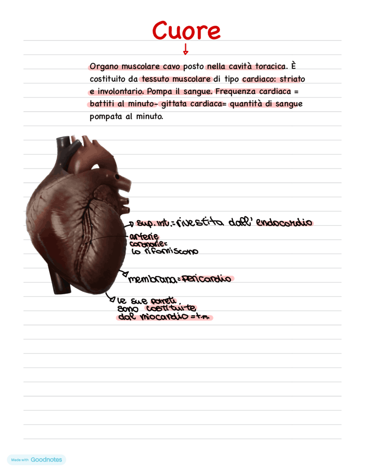 l’anatomia del cuore | Schemi e mappe concettuali di Scienze Umane ...
