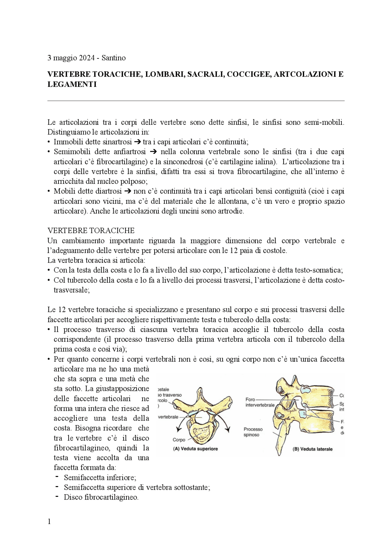 Anatomia della Colonna Vertebrale: Vertebre Toraciche, Lombari, Sacrali ...