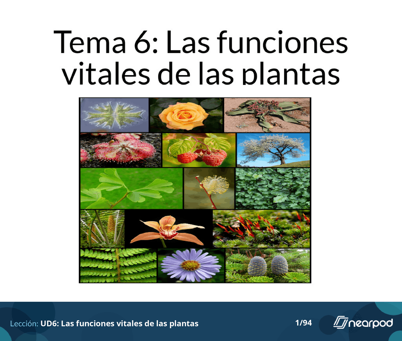 Las funciones vitales de las plantas: UD6 | Resúmenes de Biología | Docsity