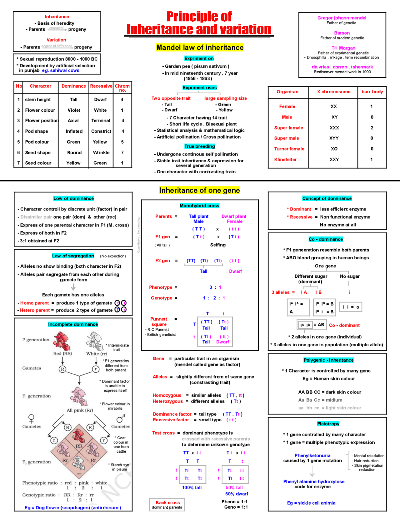 Genetics: Mendelian Inheritance and Beyond | Schemes and Mind Maps ...