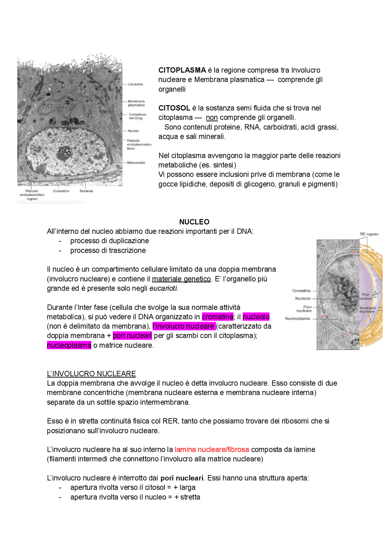 Struttura e Funzioni del Nucleo Cellulare - Prof. Carata | Dispense di ...