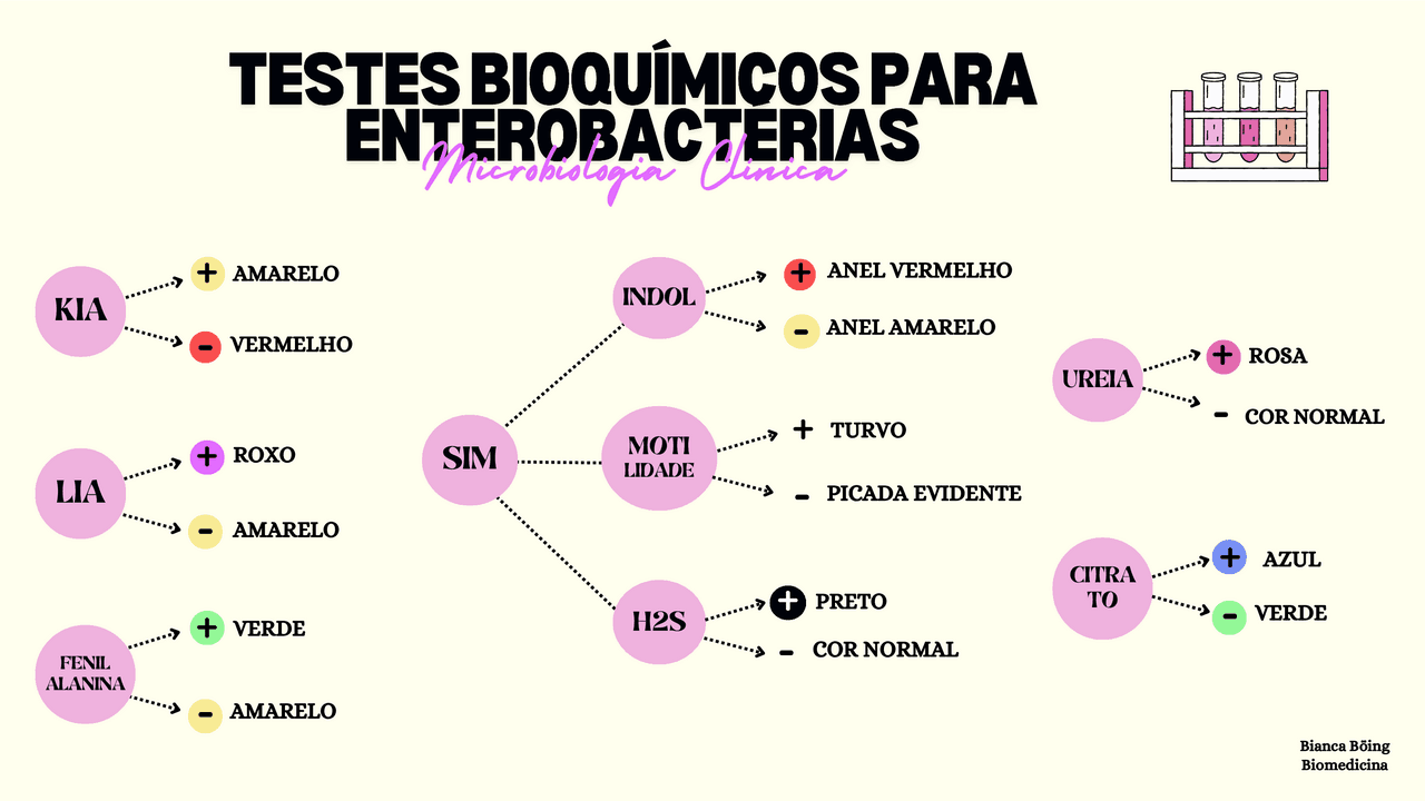 Testes Bioquímicos na Microbiologia Clínica | Esquemas Microbiologia ...