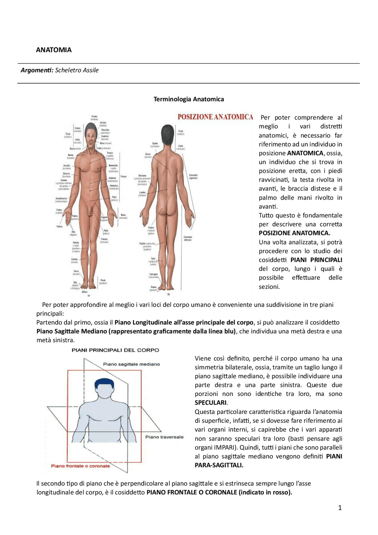Anatomia dello scheletro assile: cranio e colonna vertebrale | Sbobinature di Anatomia I | Docsity
