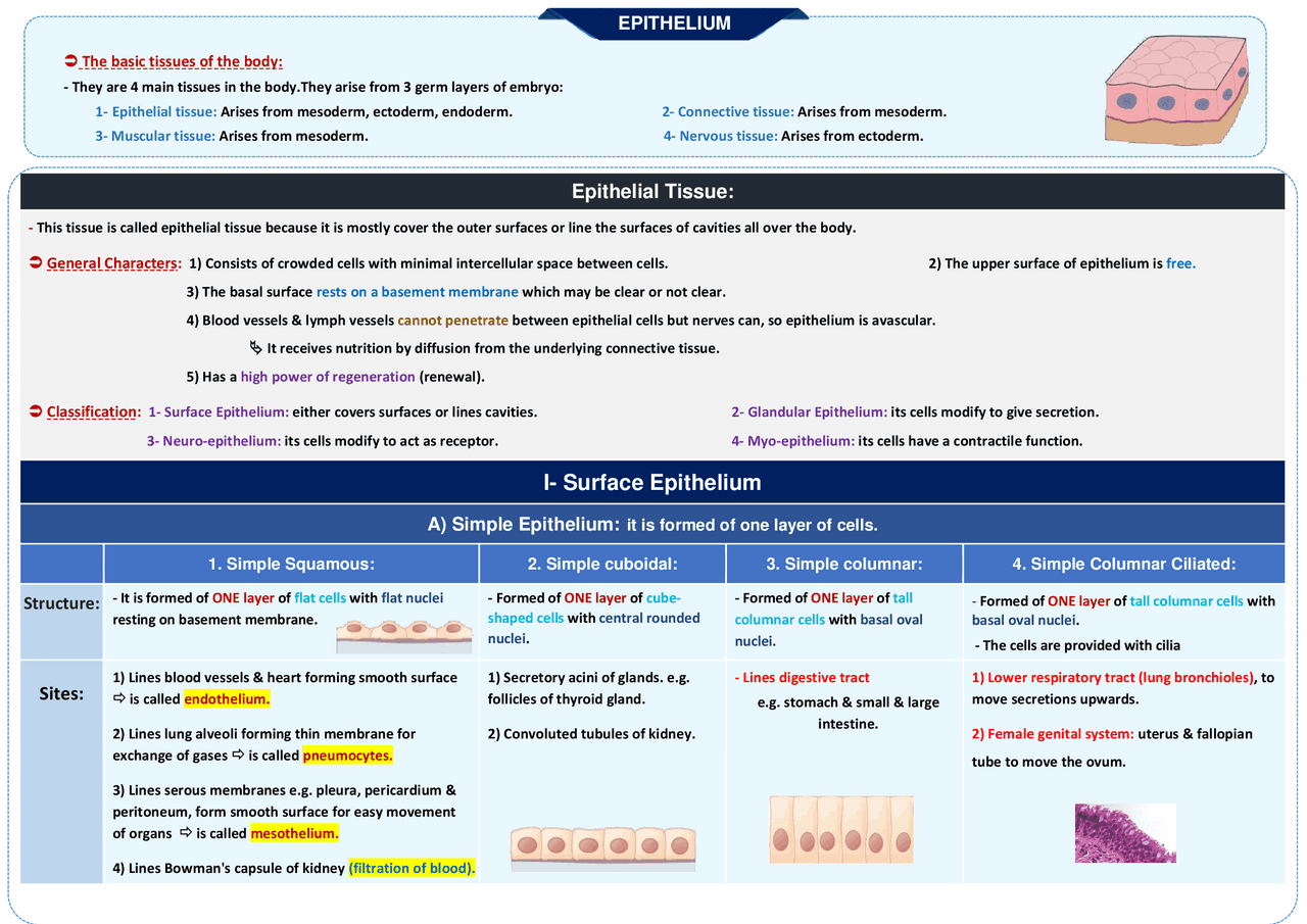 Histology Notes: Epithelial and Connective Tissues | Schemes and Mind ...