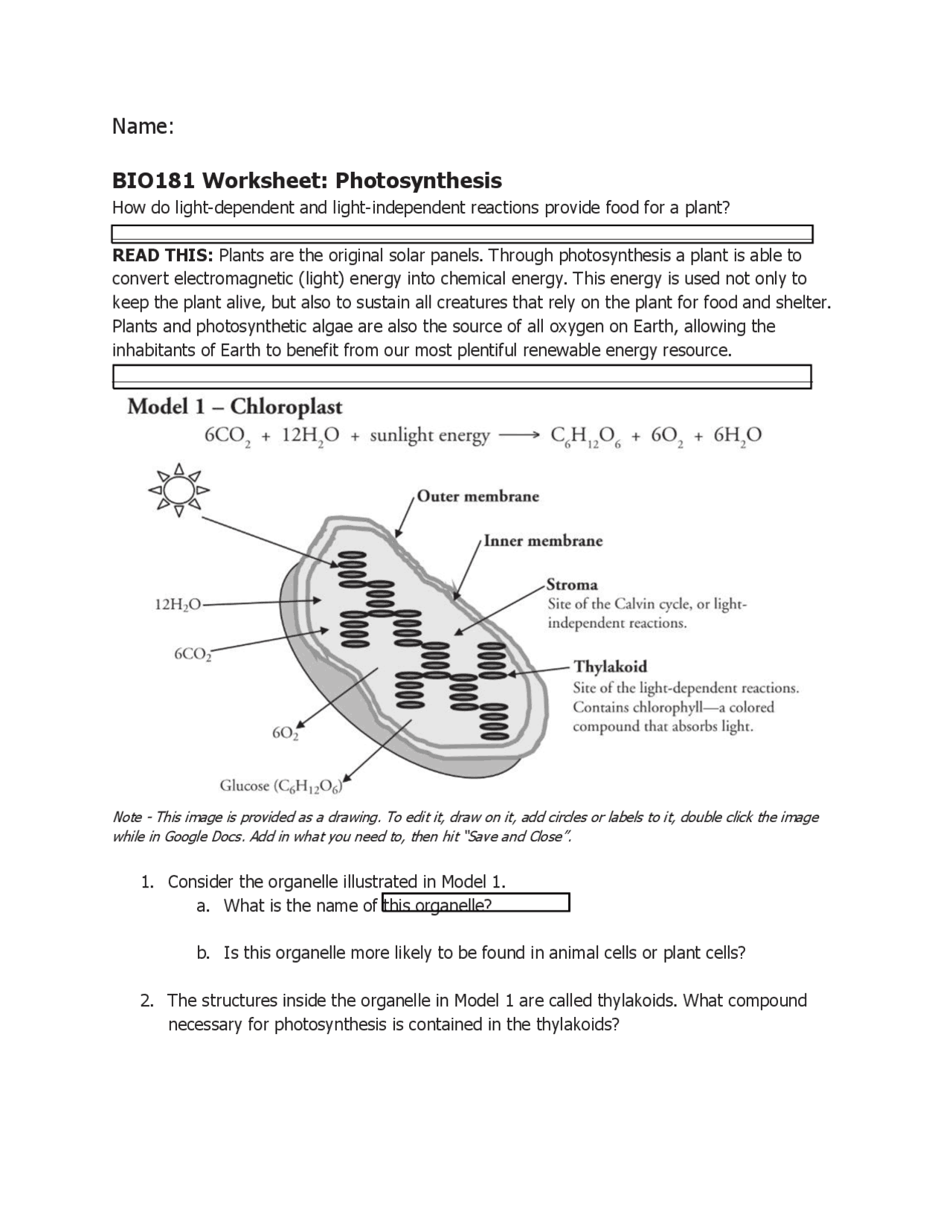 PHOTOSYNTHESIS WORKSHEET | Exercises Biology | Docsity