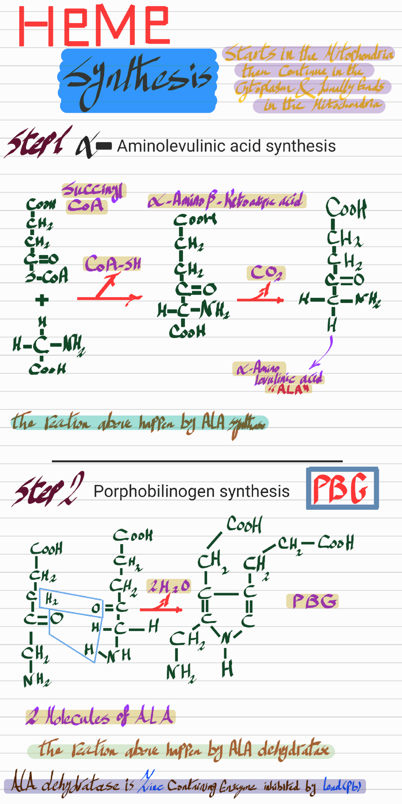 Heme Synthesis with every step explained by showing the chemical ...