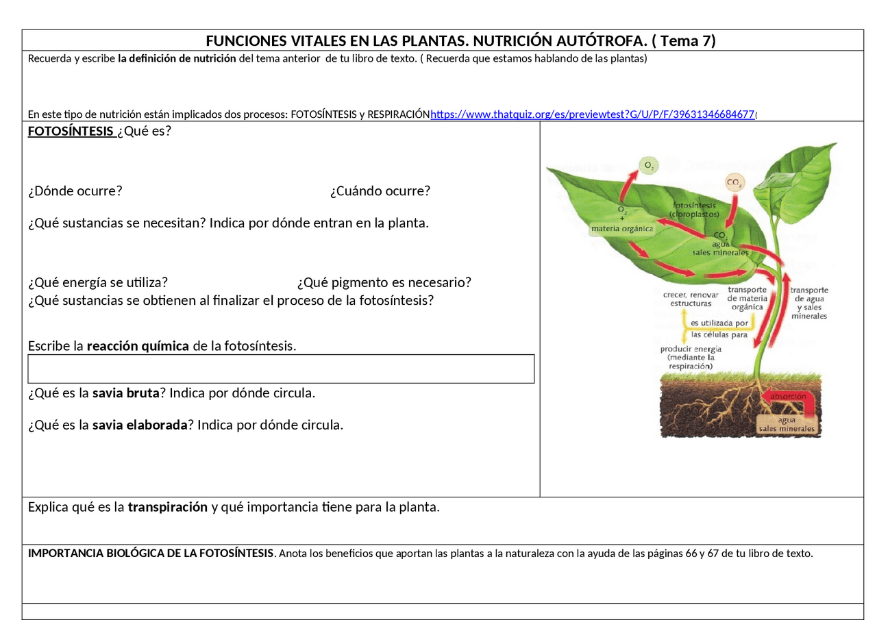 Funciones Vitales en las Plantas: Nutrición, Relación y Reproducción ...