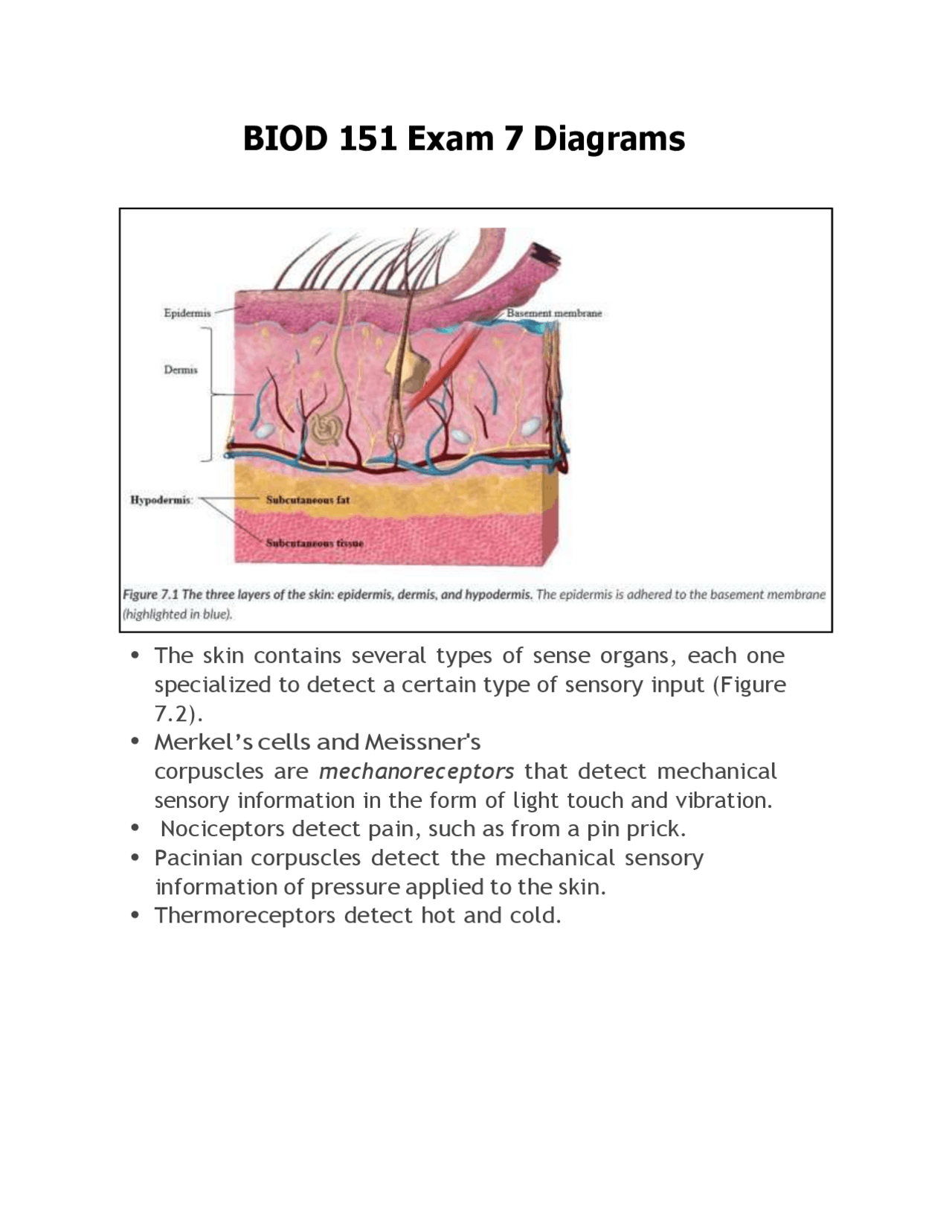 Skin Anatomy and Physiology: A Comprehensive Guide with Diagrams ...