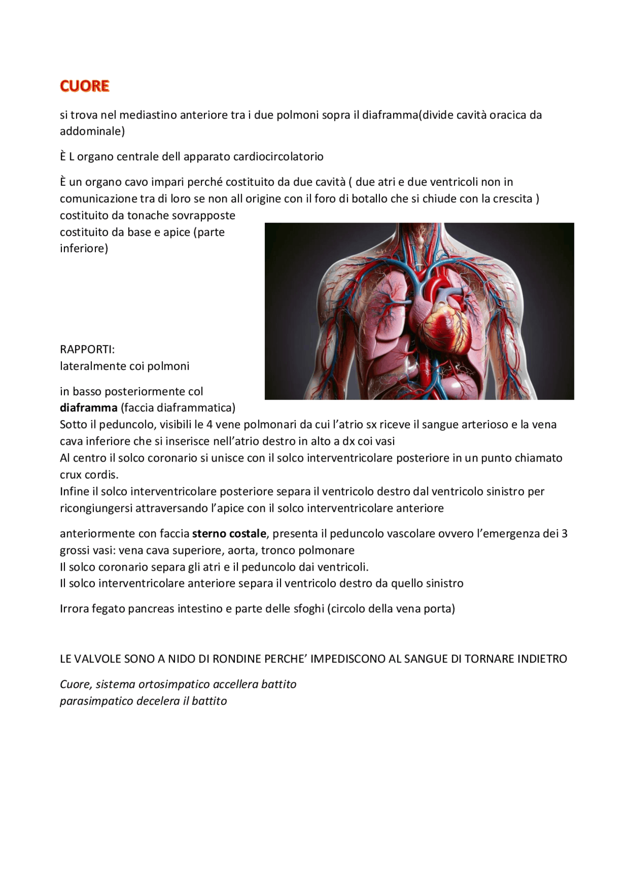 Anatomia del Cuore: Struttura, Funzioni e Vascolarizzazione | Appunti ...