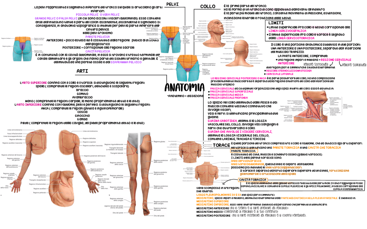 Schemi/mappe concettuali di anatomia | Schemi e mappe concettuali di Anatomia | Docsity
