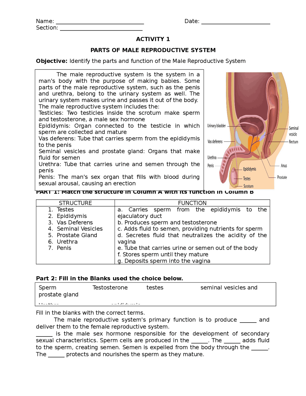 Male Reproductive System | Quizzes Biological Systems | Docsity