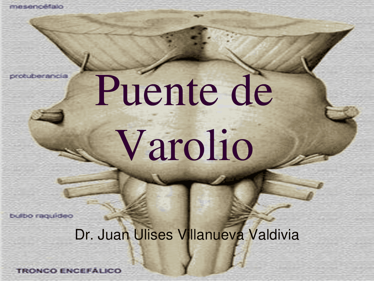 Anatomía Del Puente De Varolio