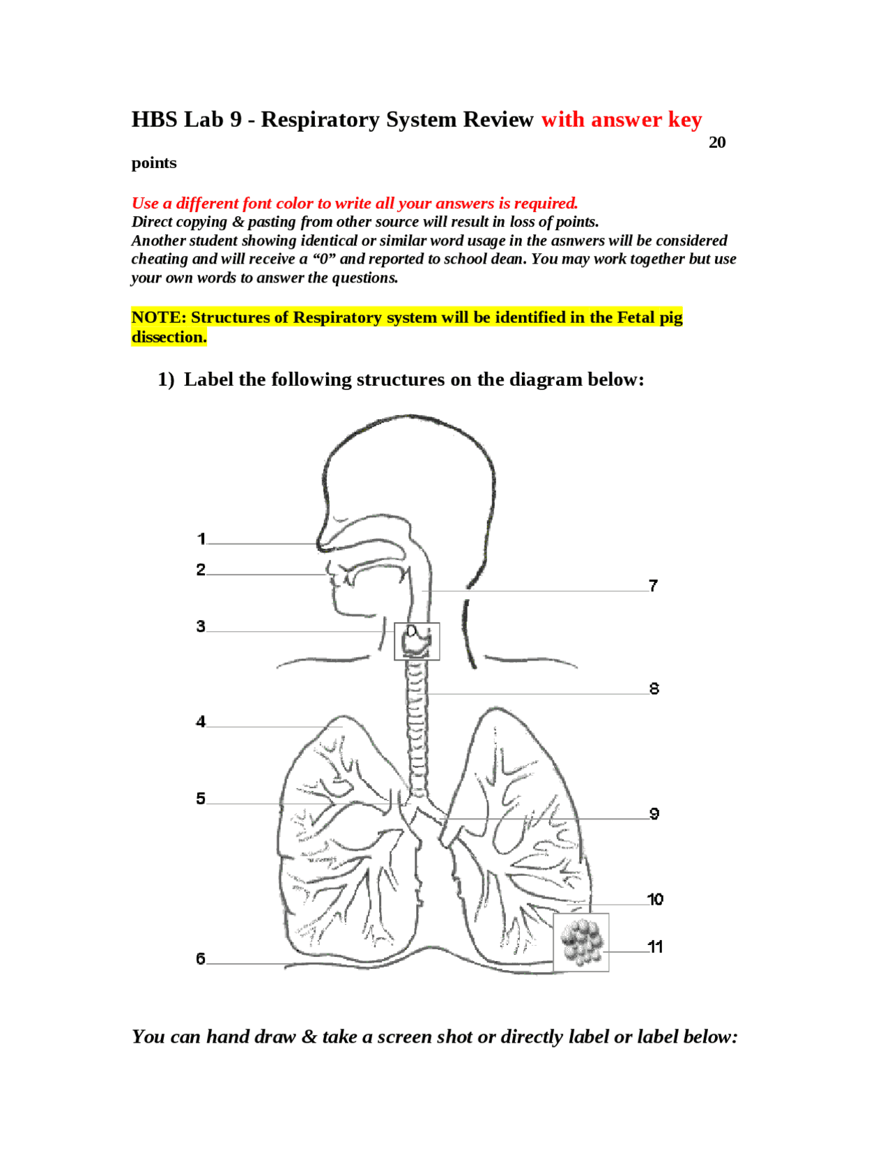 Respiratory System Review: Lab Exercise with Answer Key | Lab Reports ...