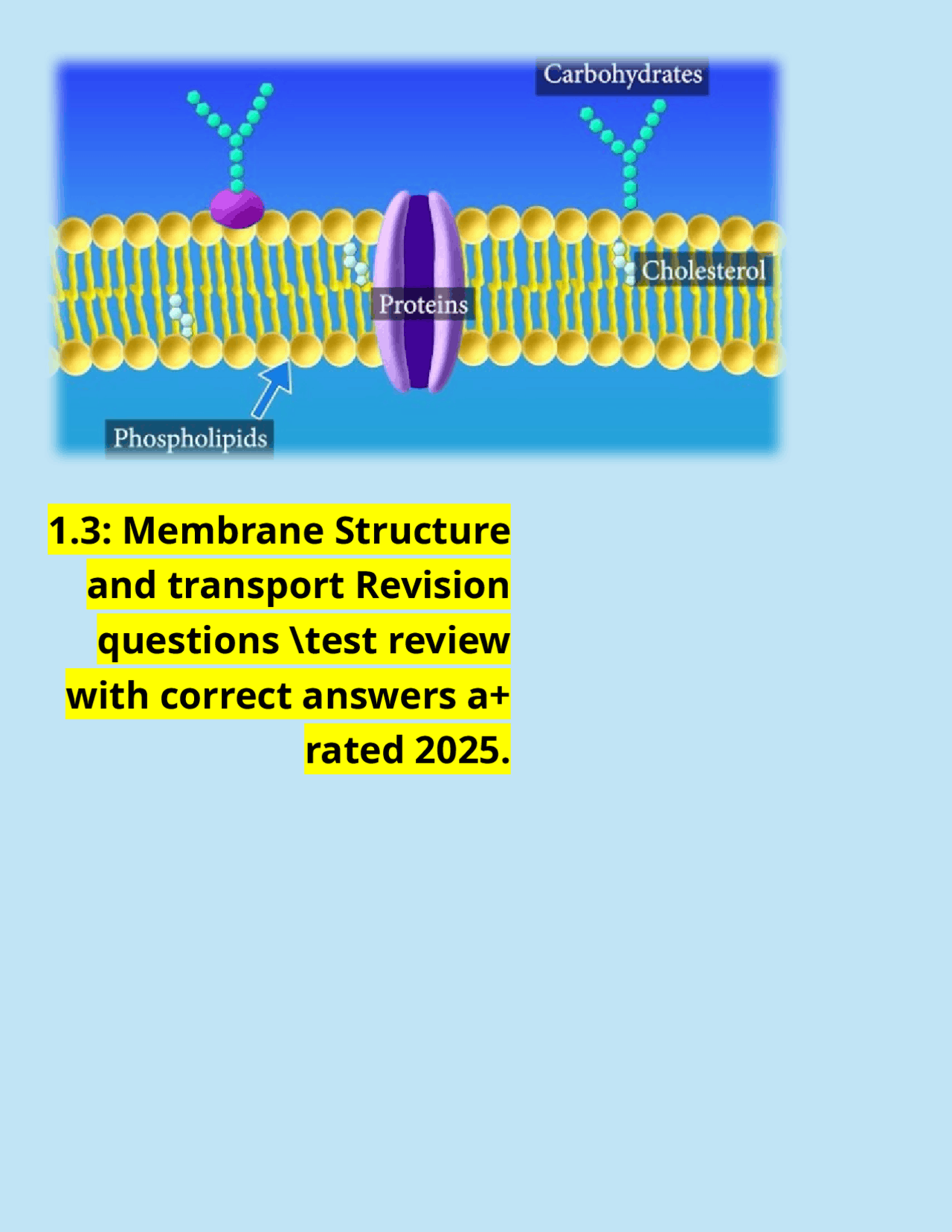 1.3: Membrane Structure and transport Revision questions \test review ...