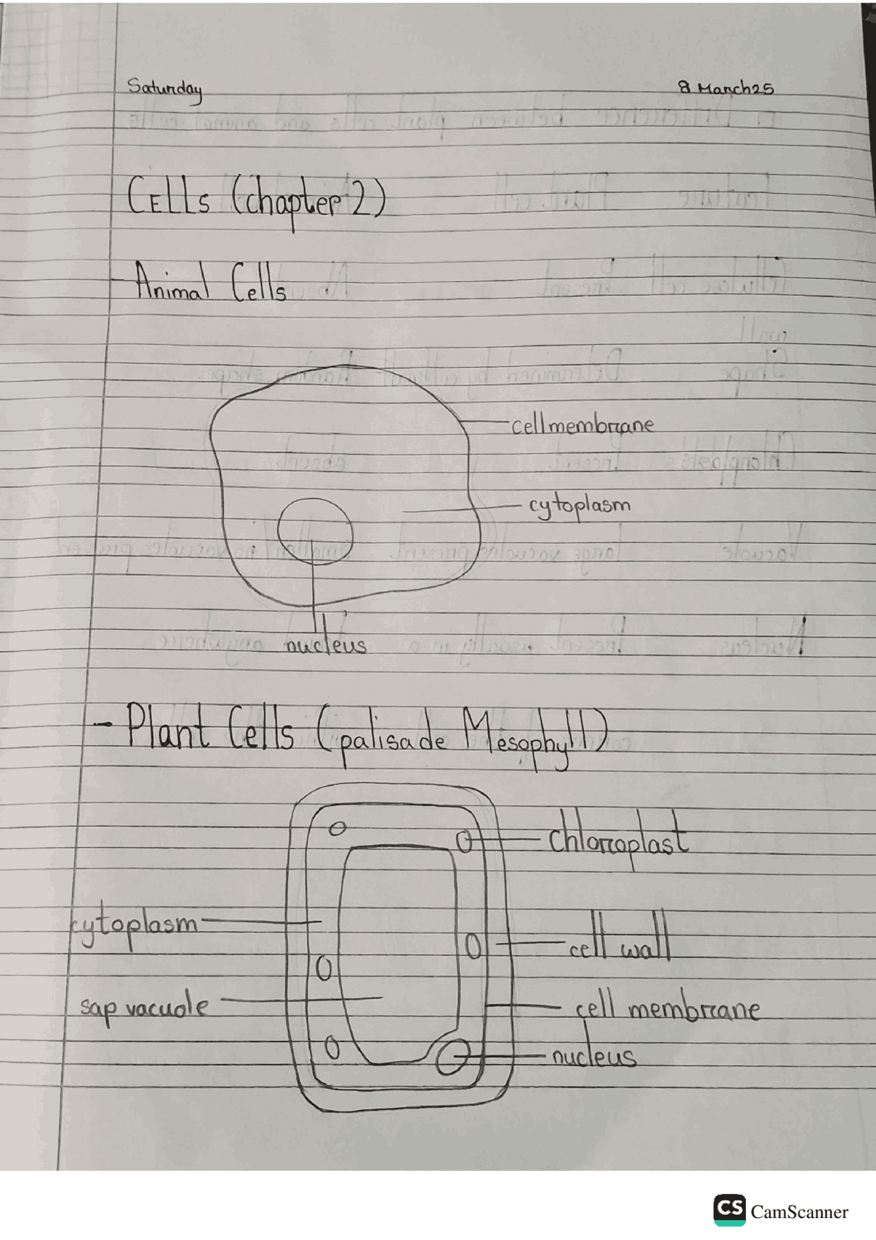 Chapter 2: Cells – The Building Blocks of Life | Study notes Biology ...