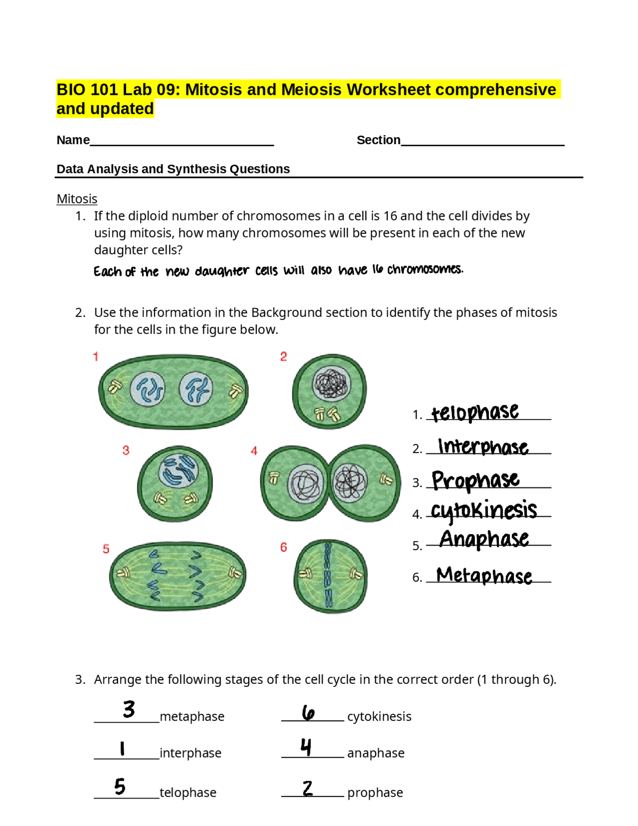 BIO 101 Lab 09: Mitosis and Meiosis Worksheet comprehensive and updated ...