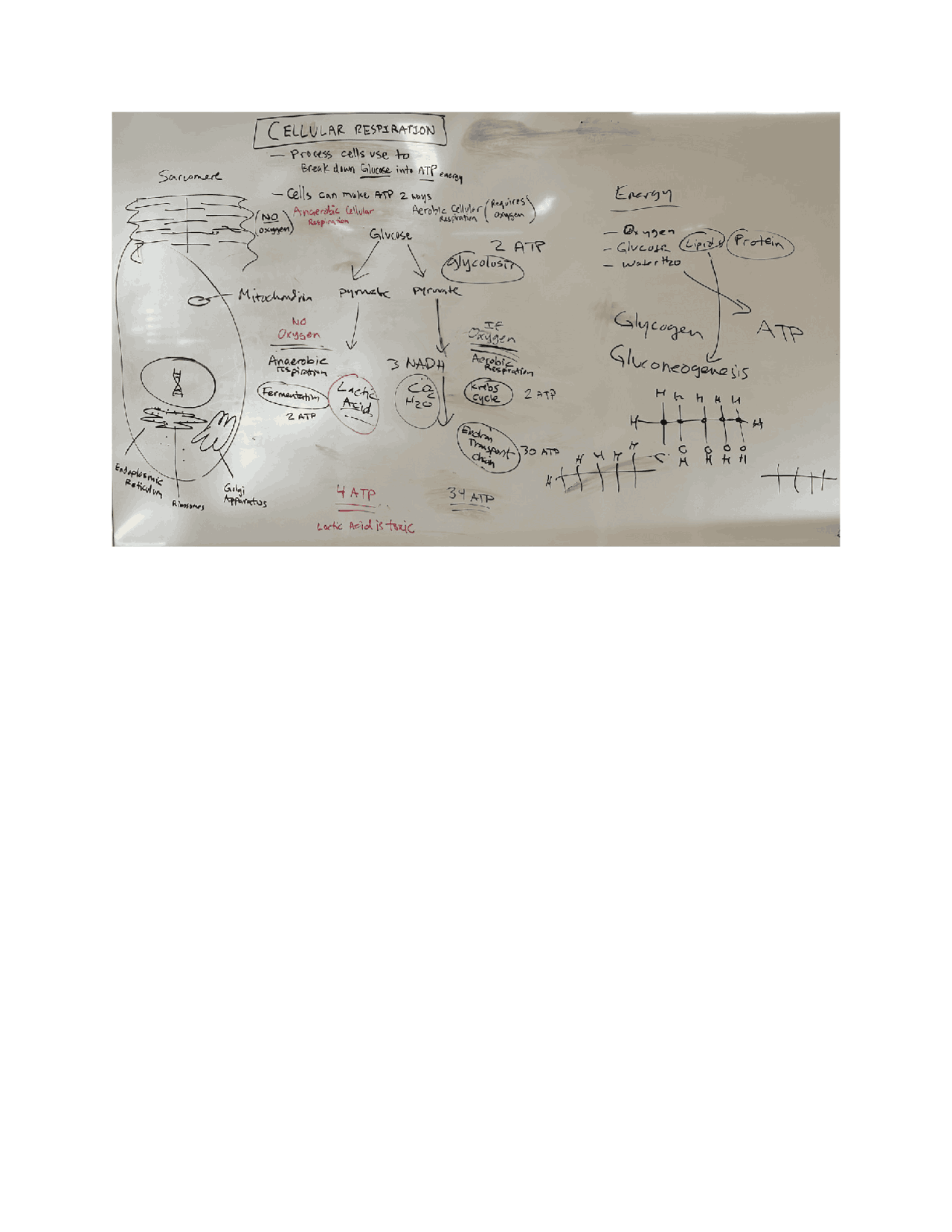 Cellular Respiration aerobic vs anaerobic | Study notes Biology | Docsity