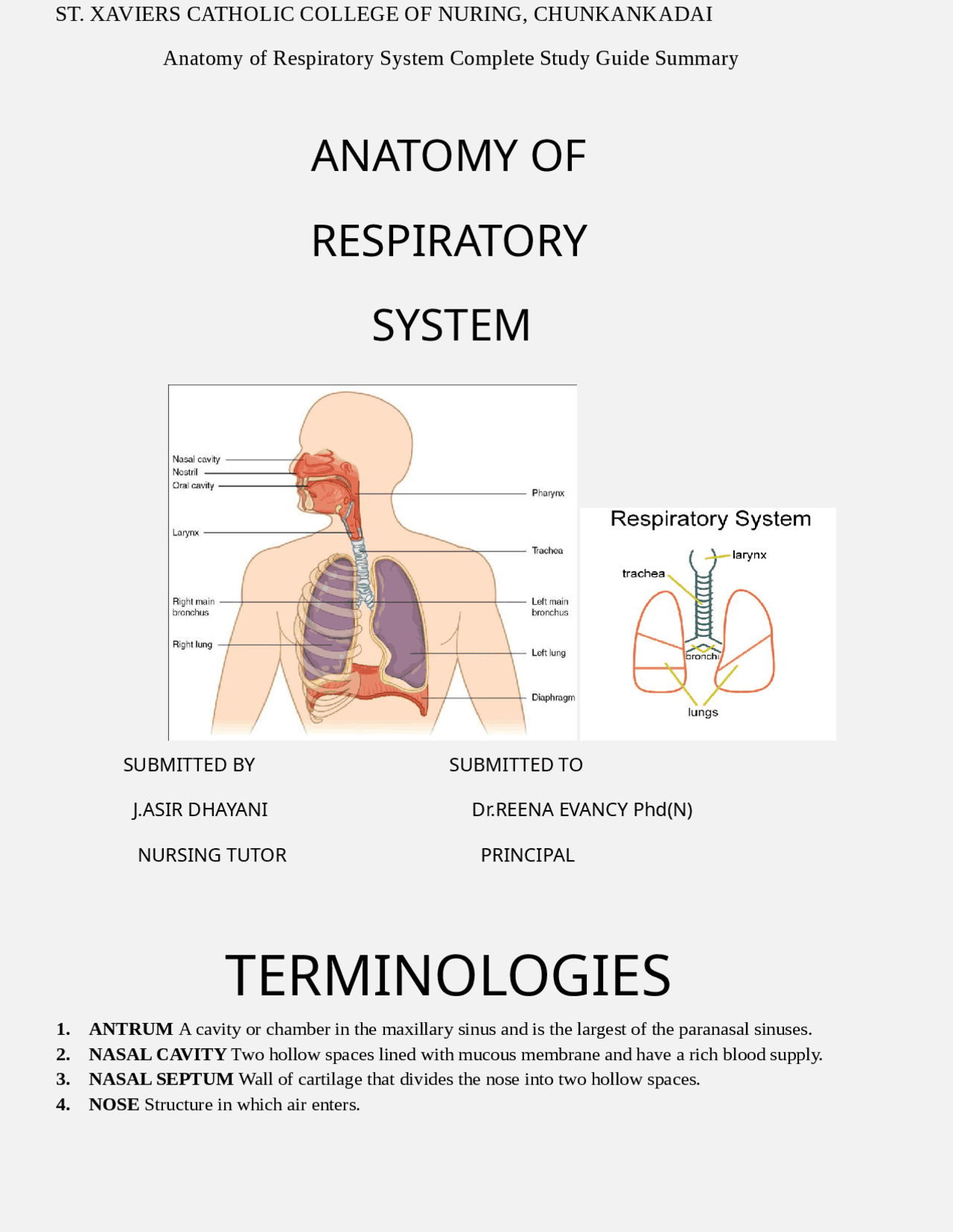 Anatomy of the Respiratory System: A Comprehensive Study Guide ...
