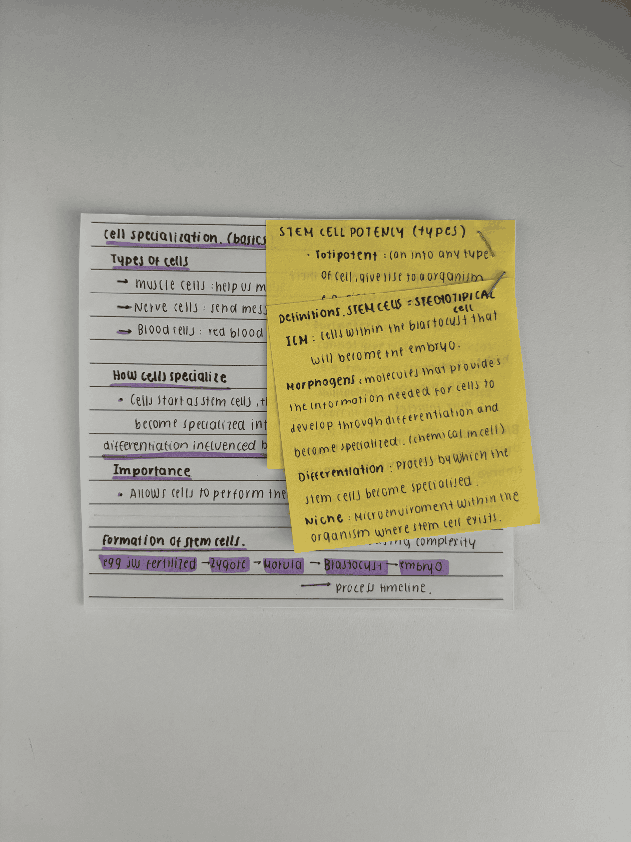 Stem cells specialization | Study notes Biology | Docsity