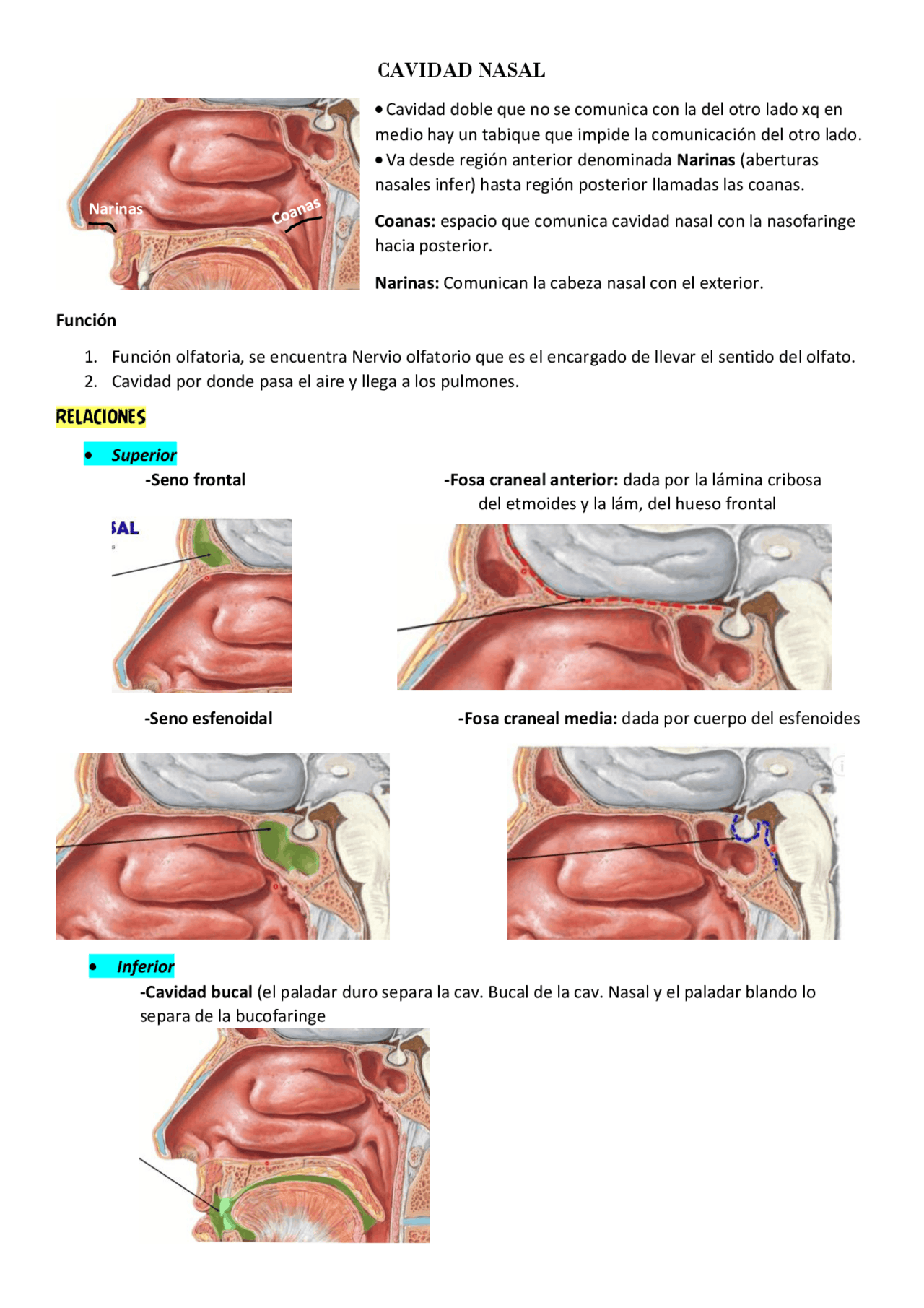 Anatomía De La Nariz Y Los Senos Paranasales