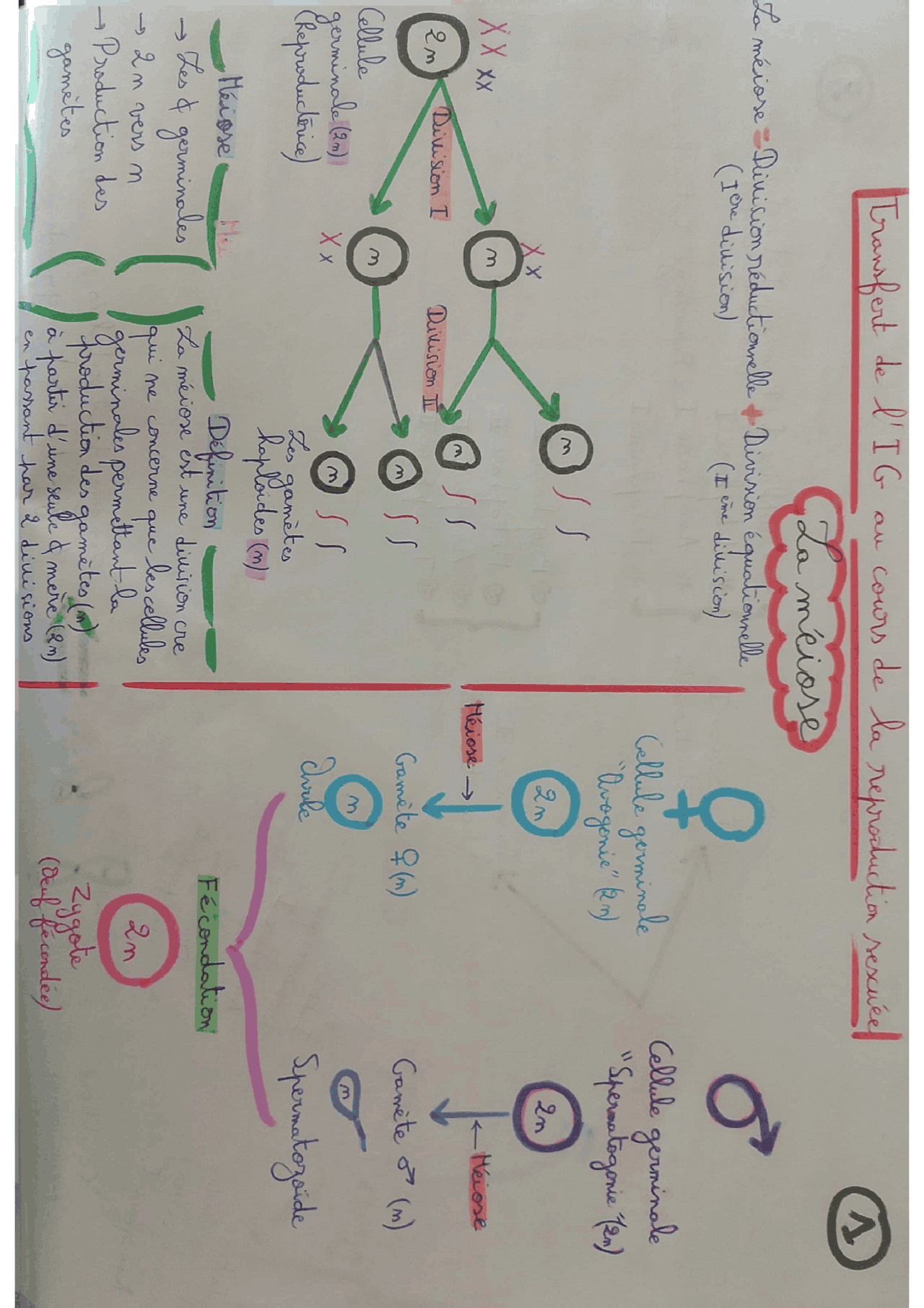 l'information génétique et l'ADN | Schemes and Mind Maps Biology | Docsity