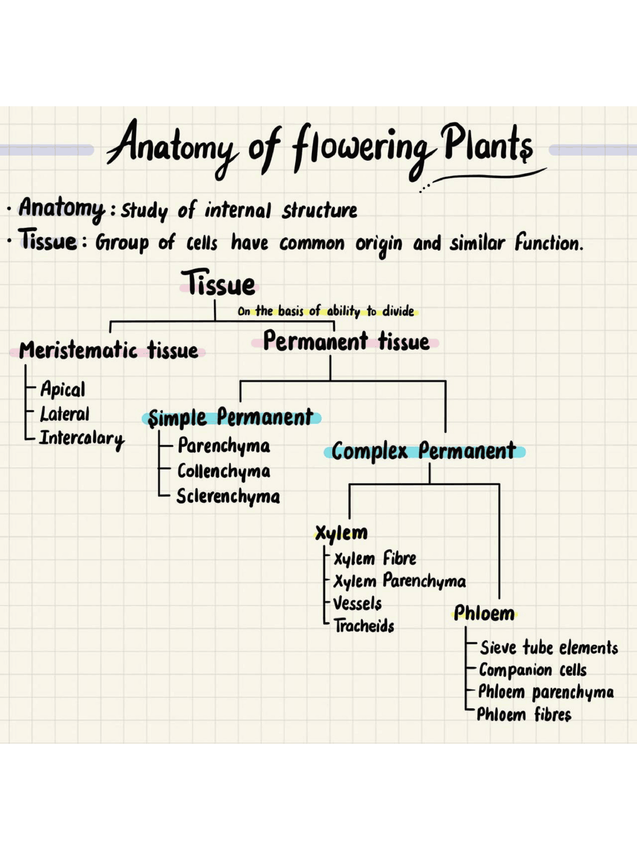 Plant tissues Short notes | Study notes Biology | Docsity