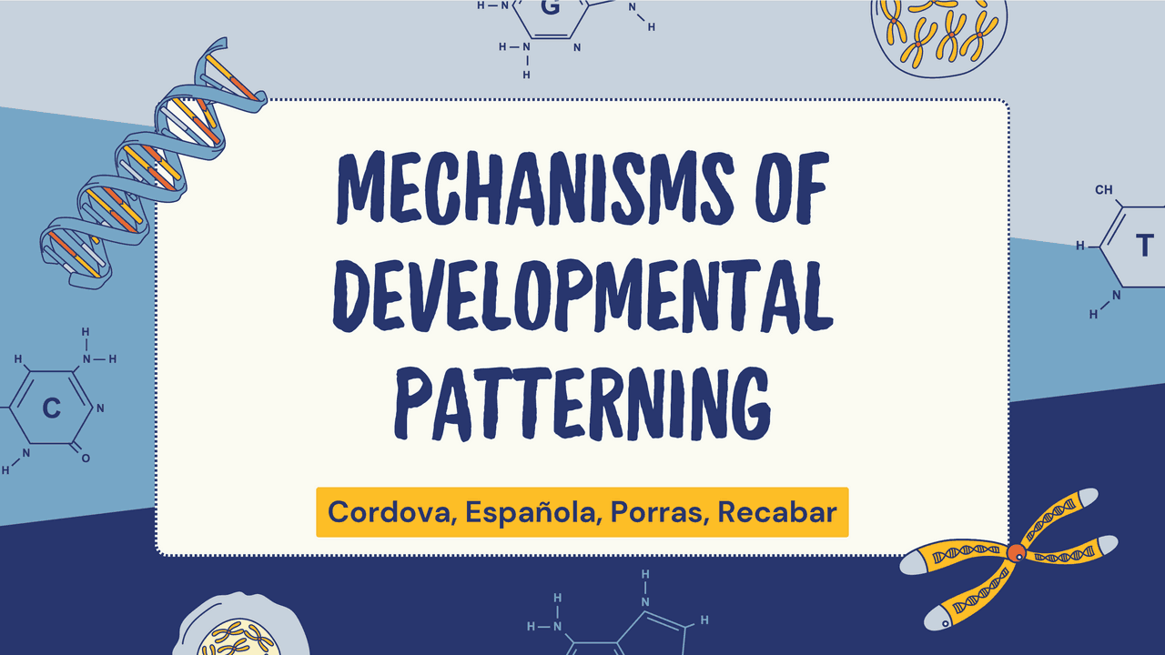 Mechanism of Developmental Patterning | Slides Biology | Docsity