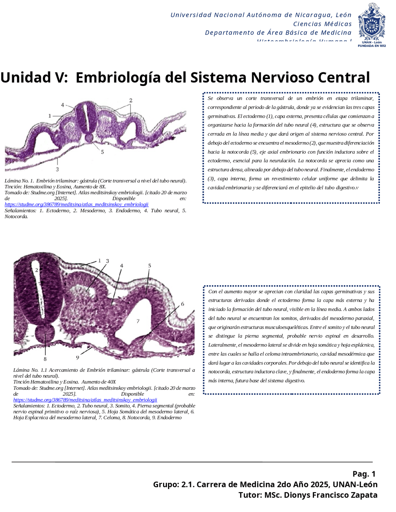 Embrión trilaminar gastrula | Schemes and Mind Maps Constitutional Law ...
