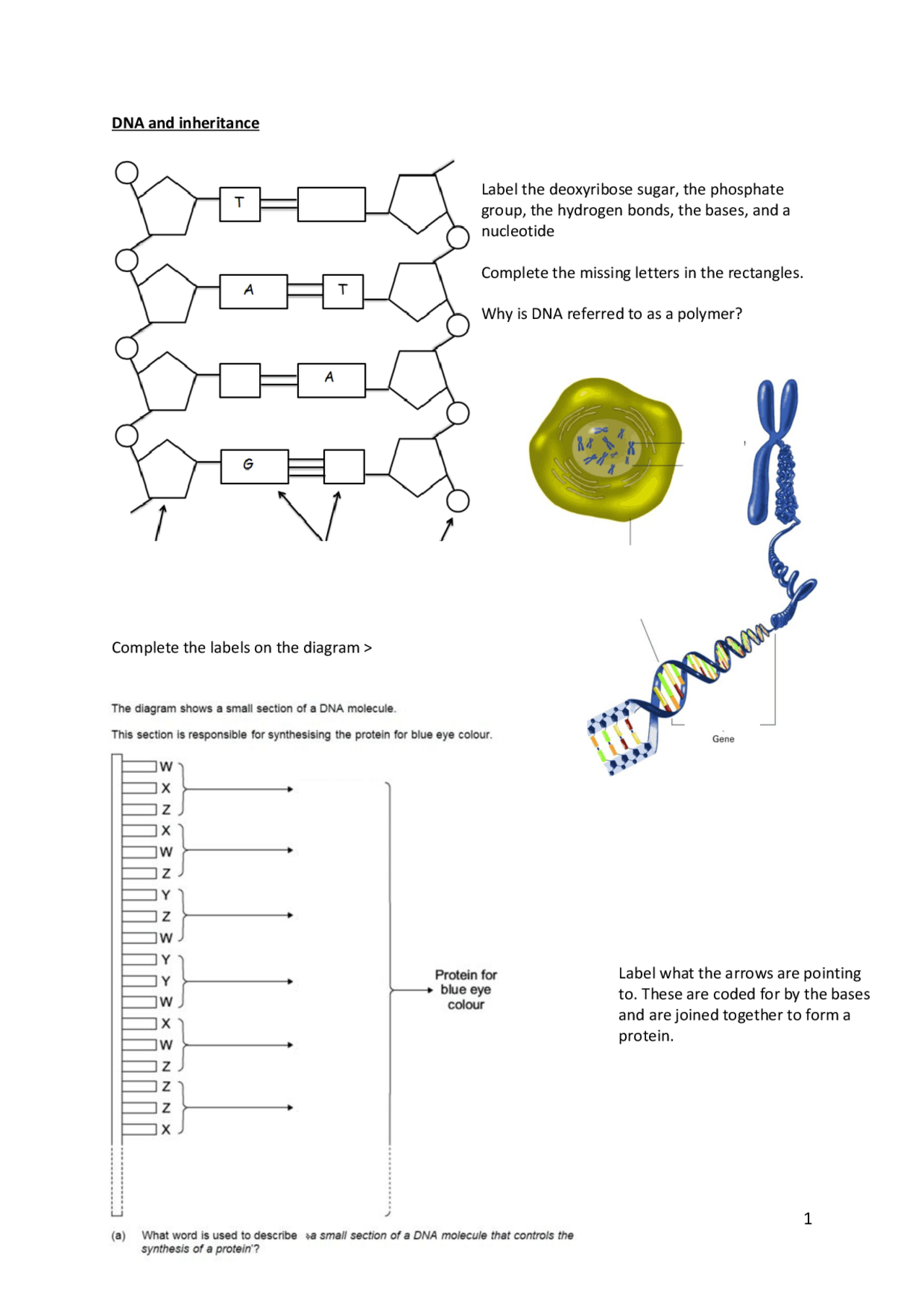 Genetics Exercises: DNA, Human Genome Project, and Mendelian Genetics ...