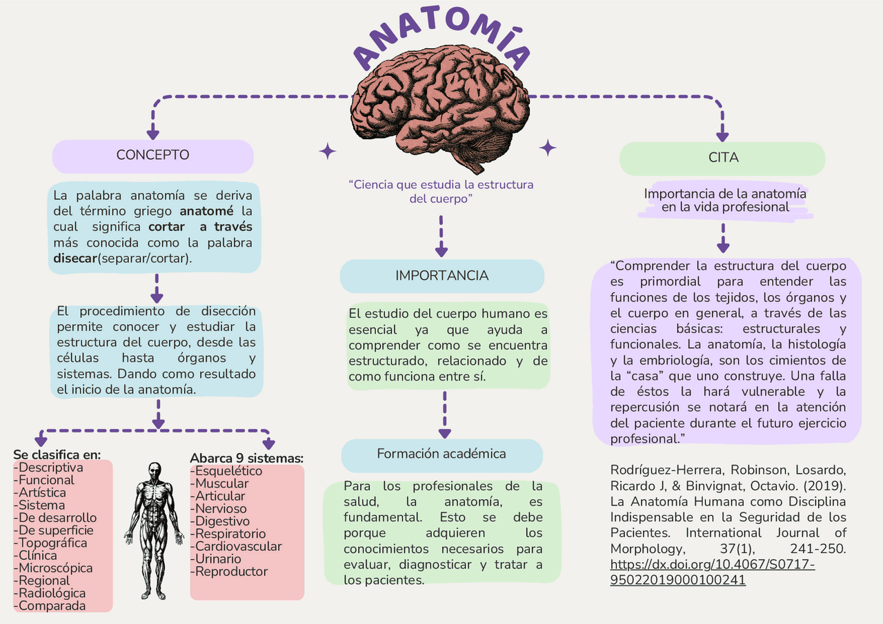 Diagrama De Anatomía
