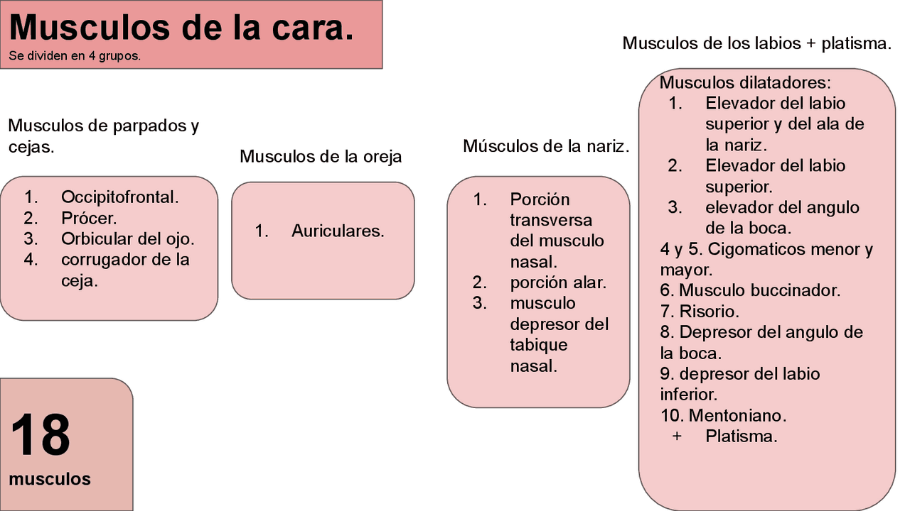 Músculos cara, músculo orbicular de los labios | Diapositivas de ...