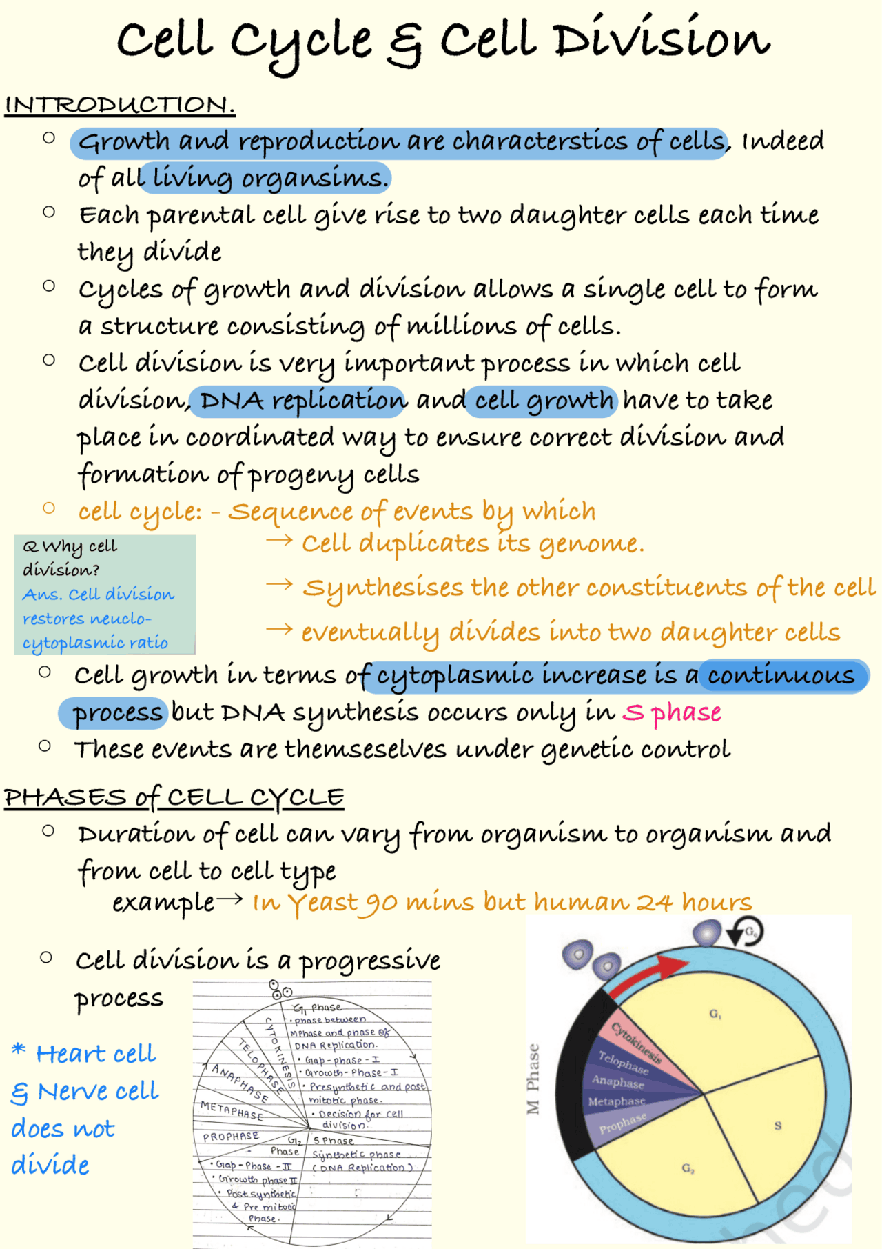 Class 11 botany chapter Cell Cycle and Division for NEET ASPIRANTS and ...