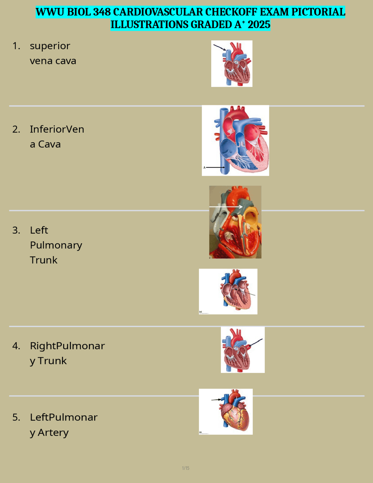 WWU BIOL 348 CARDIOVASCULAR CHECKOFF EXAM PICTORIAL ILLUSTRATIONS ...