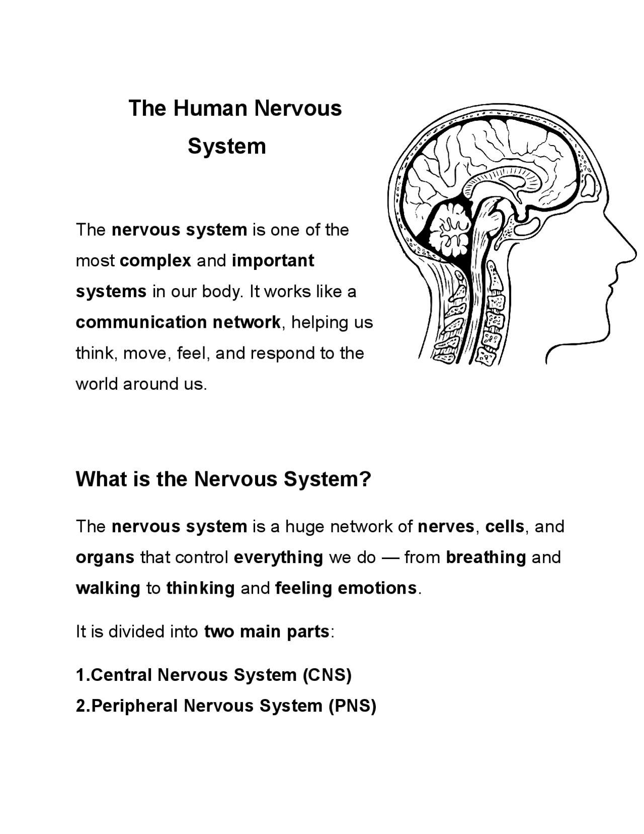 “The Human Nervous System: Complete Notes with Diagrams” | Lecture ...