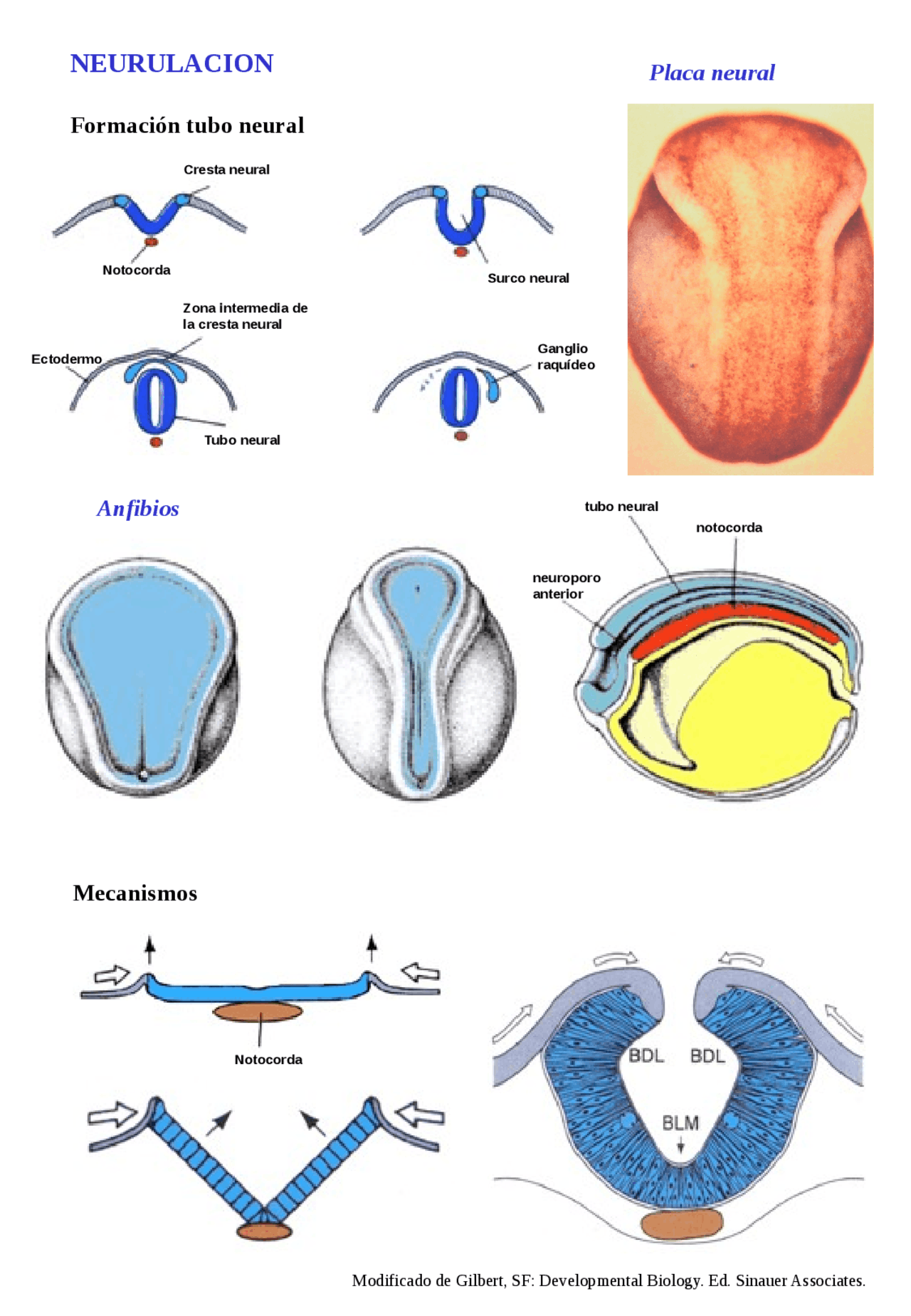 11.- Transp neurulacion - Apuntes de Histología - Docsity