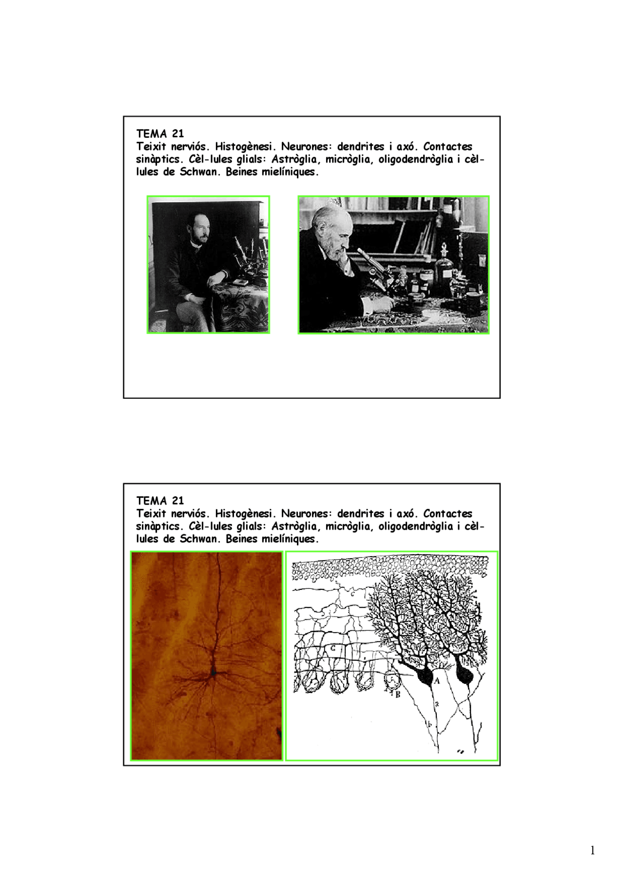 Teixit nerviós - Apuntes de Citología e Histología Vegetal y Animal ...