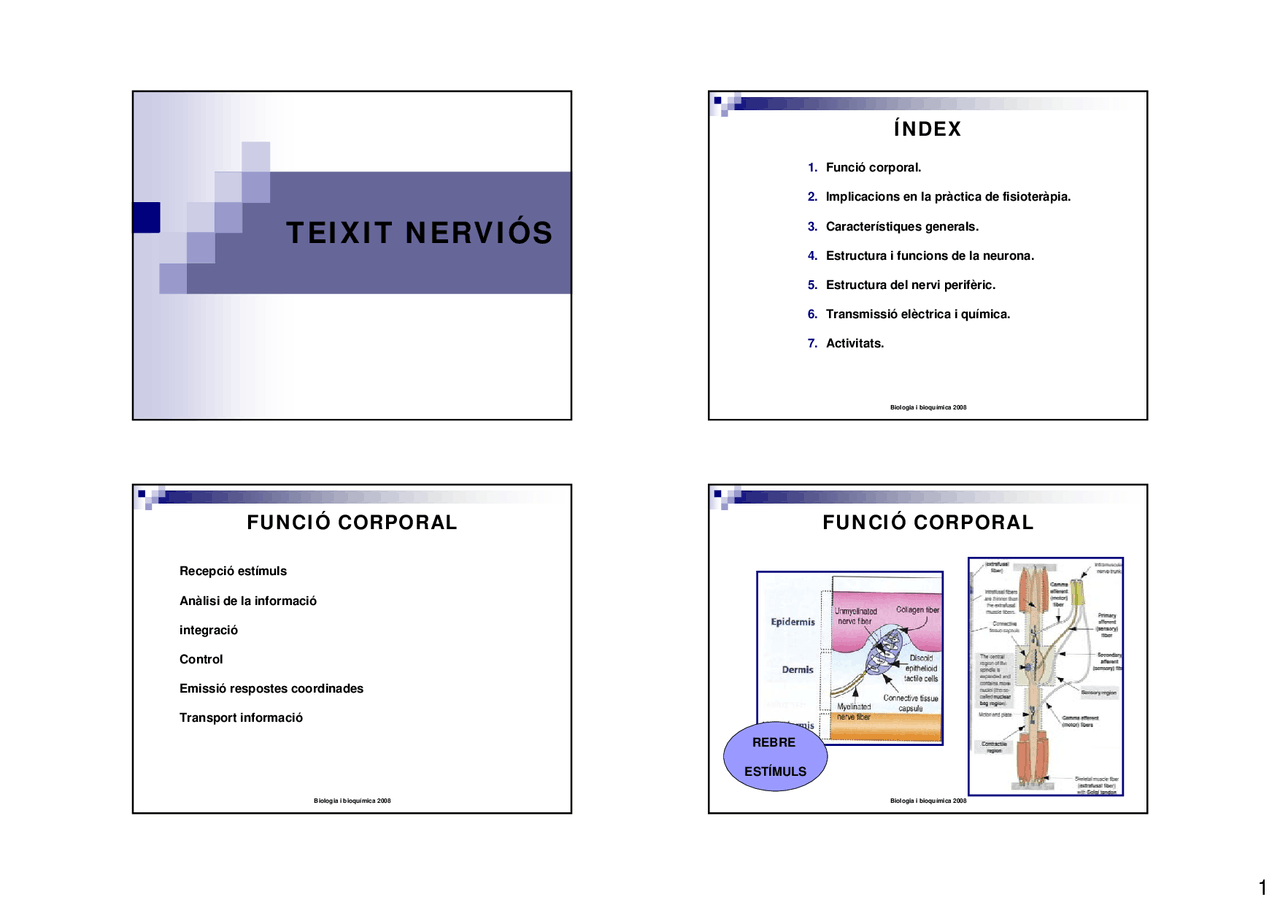 Teixit Nerviós: Funciones, Estructura y Transmisión de la Información ...