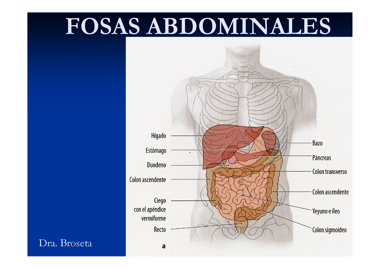 FOSAS ABDOMINALES - Apuntes de Anatomía - Docsity