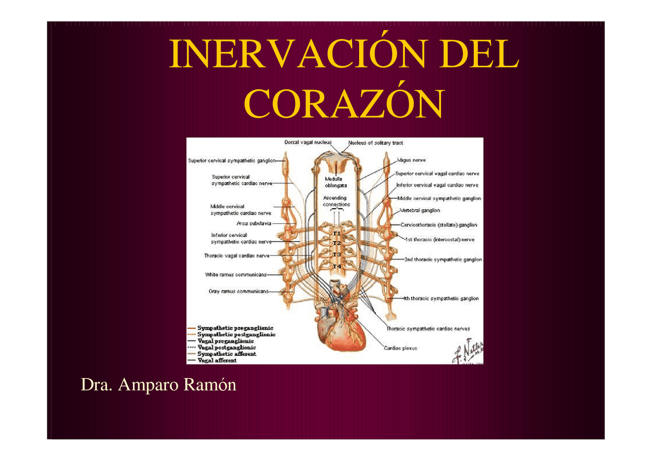 INERVACIÓN DEL CORAZÓN - Apuntes de Anatomía - Docsity