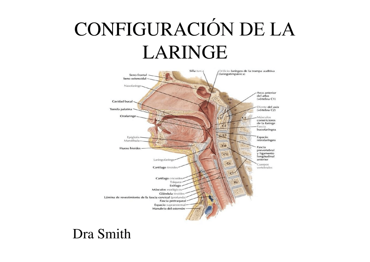 CONFIGURACIÓN DE LA LARINGE - Apuntes de Neuroanatomía - Docsity