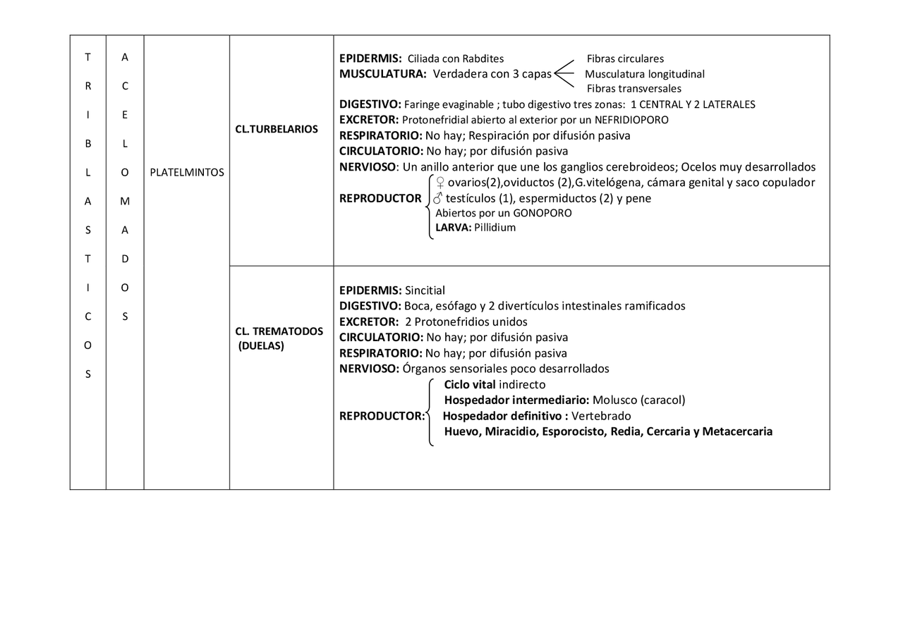 CUADRO ACELOMADOS Y CELOMADOS - Apuntes de Zoología | Docsity