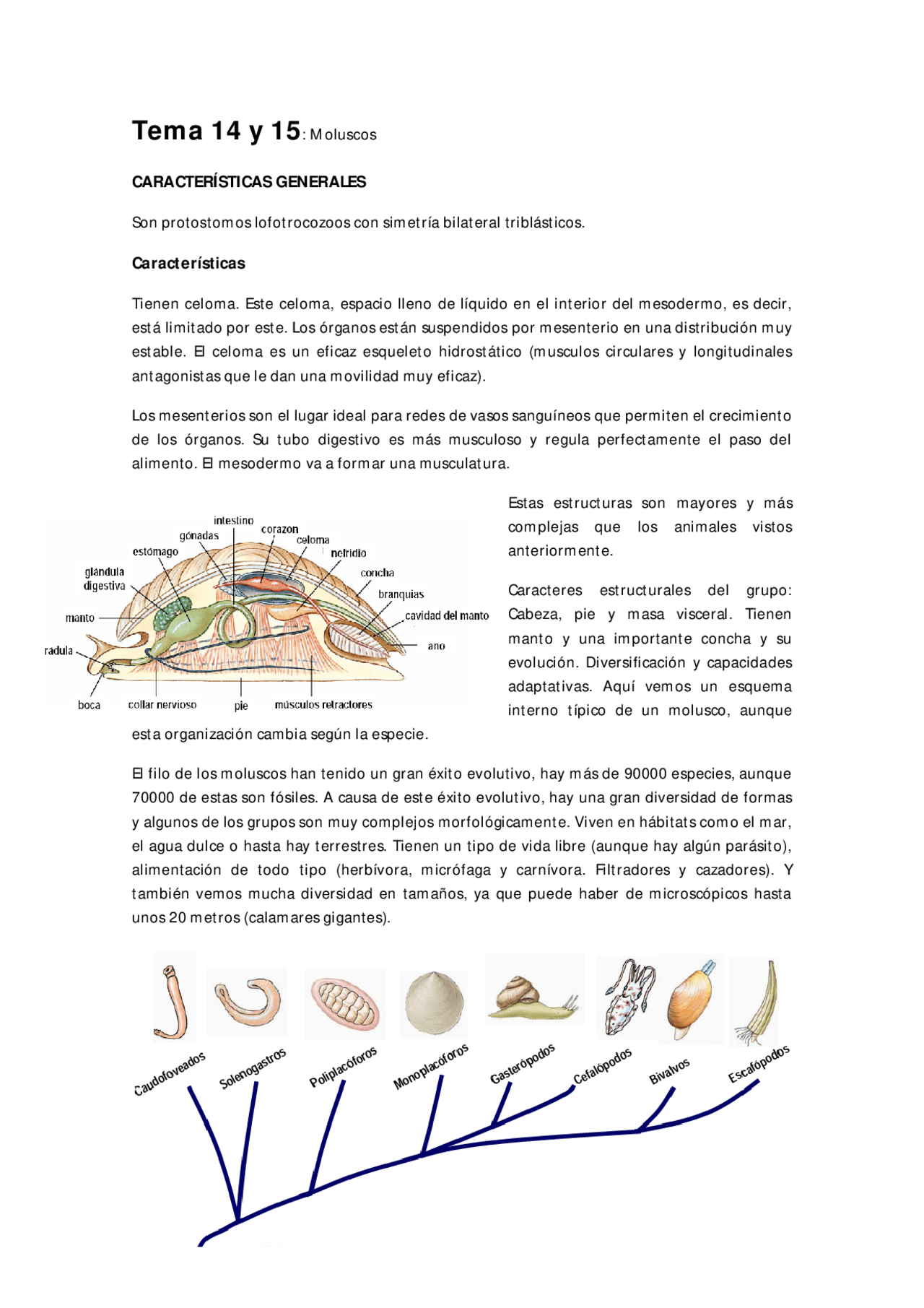 Tema 14 y 15 : Moluscos Son protostomos lofotrocozoos con simetría ...